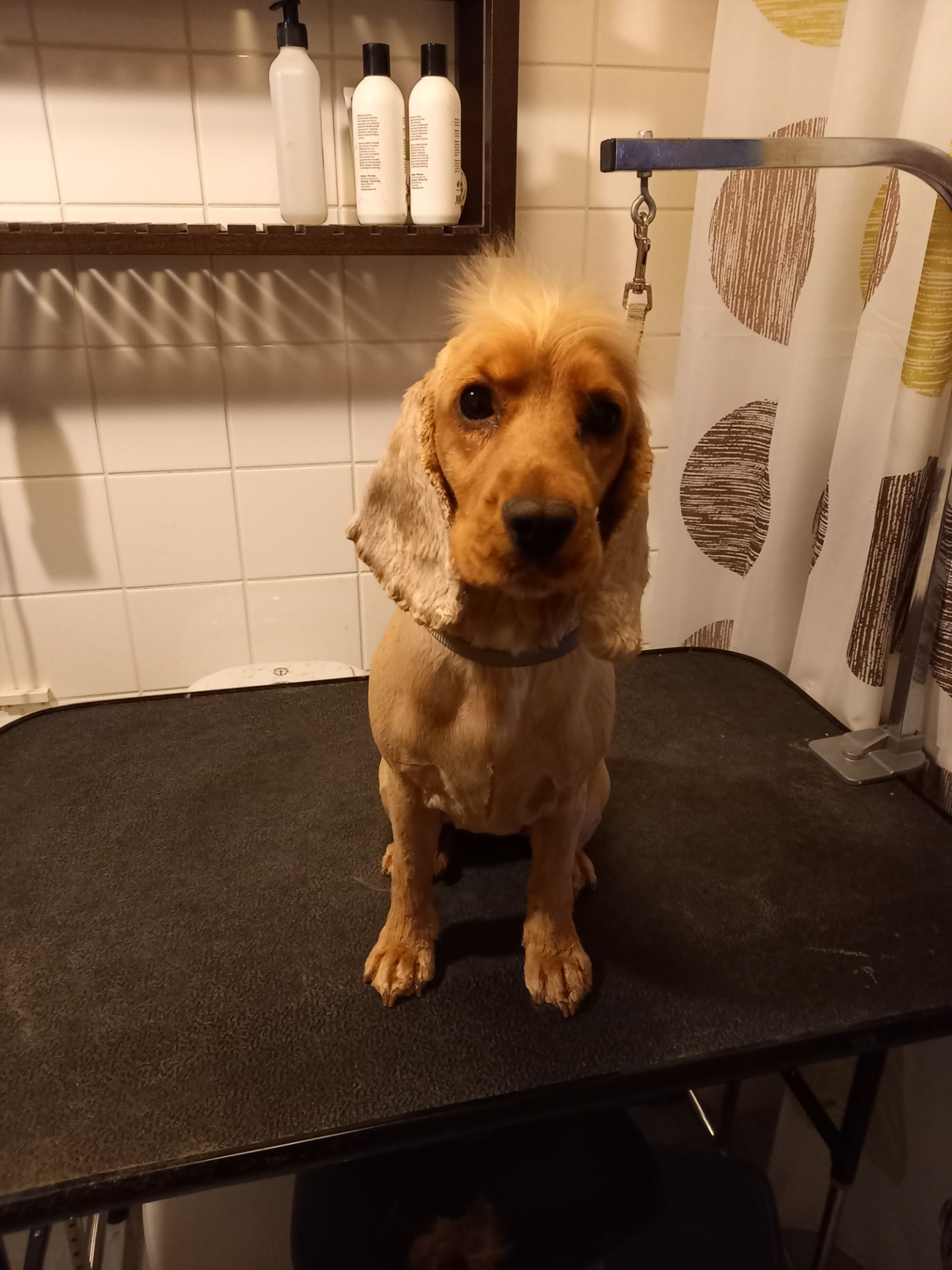 Trimmauspalvelu :: Loisto Tassu