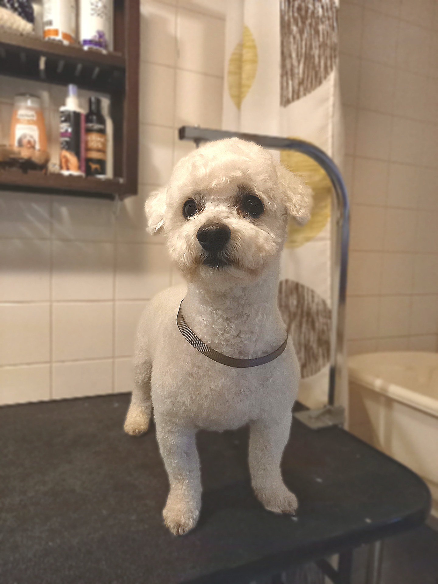 Trimmauspalvelu :: Loisto Tassu