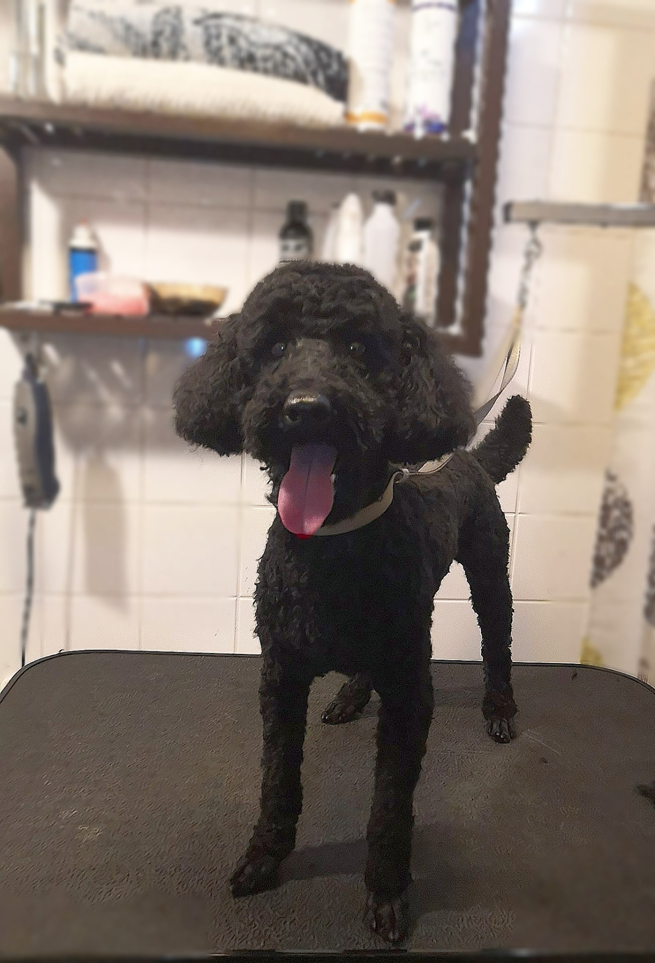 Trimmauspalvelu :: Loisto Tassu