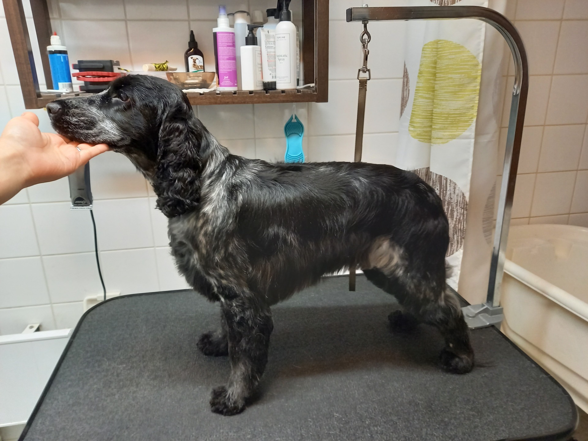 Trimmauspalvelu :: Loisto Tassu