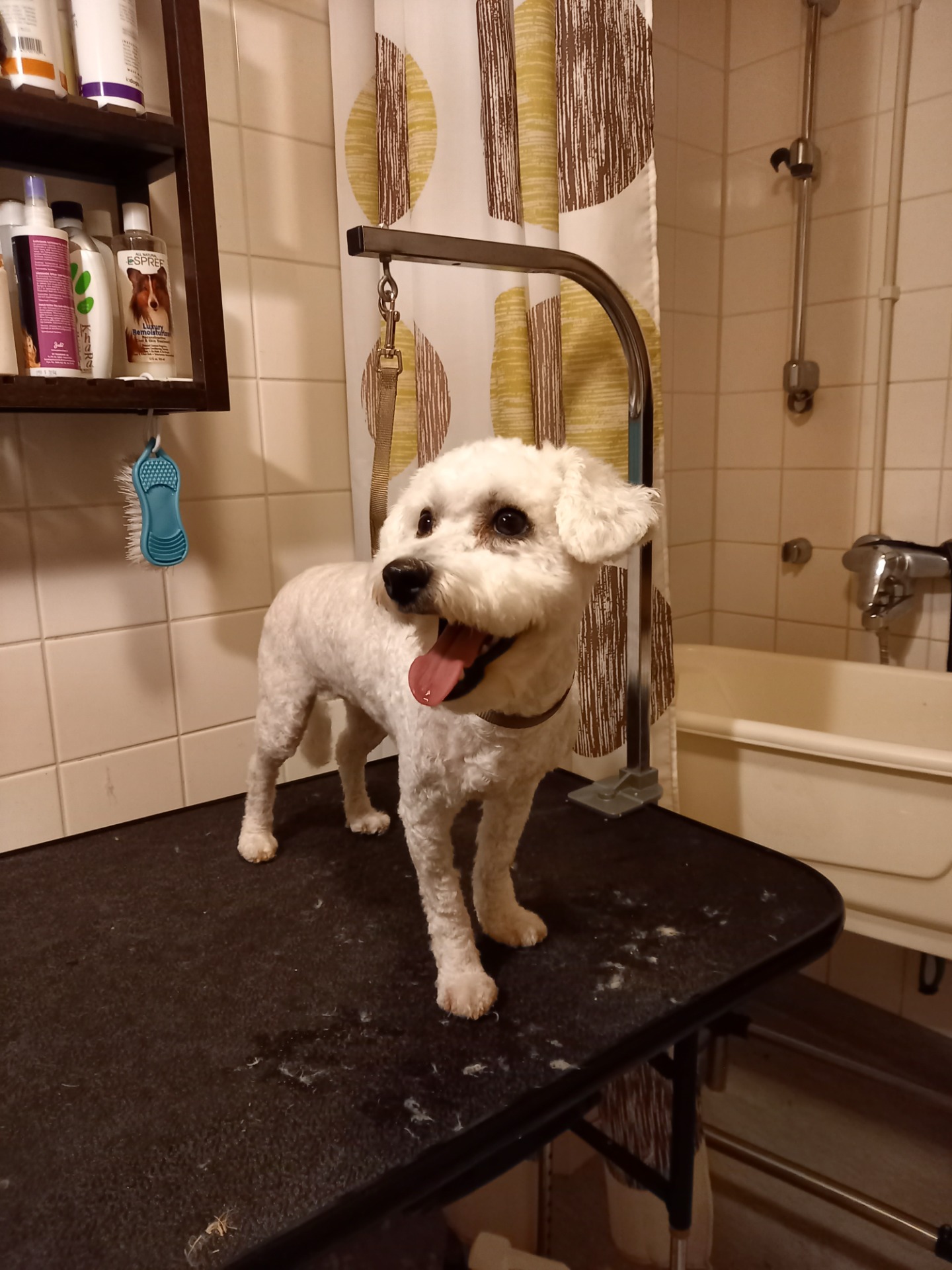 Trimmauspalvelu :: Loisto Tassu