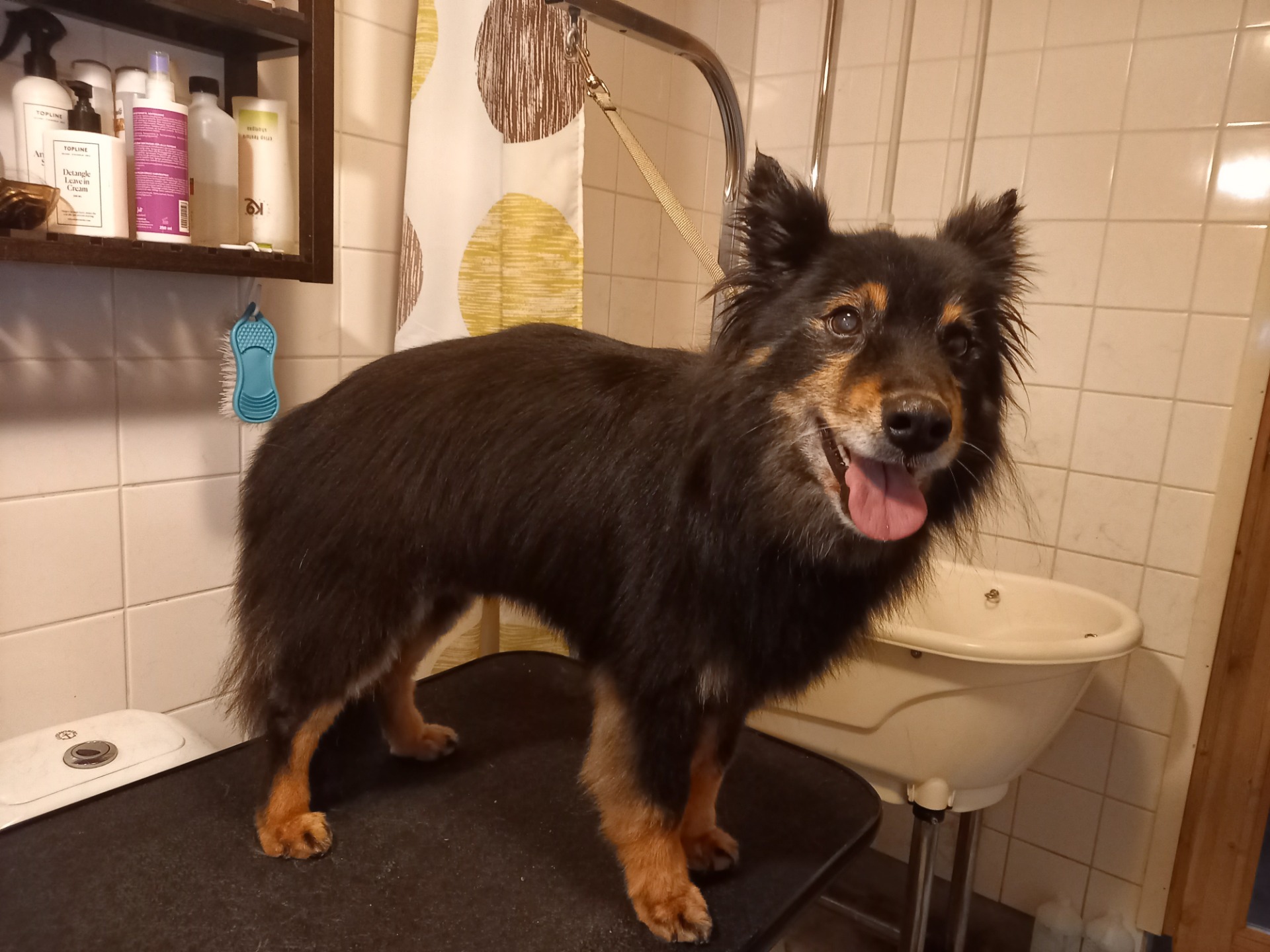 Trimmauspalvelu :: Loisto Tassu