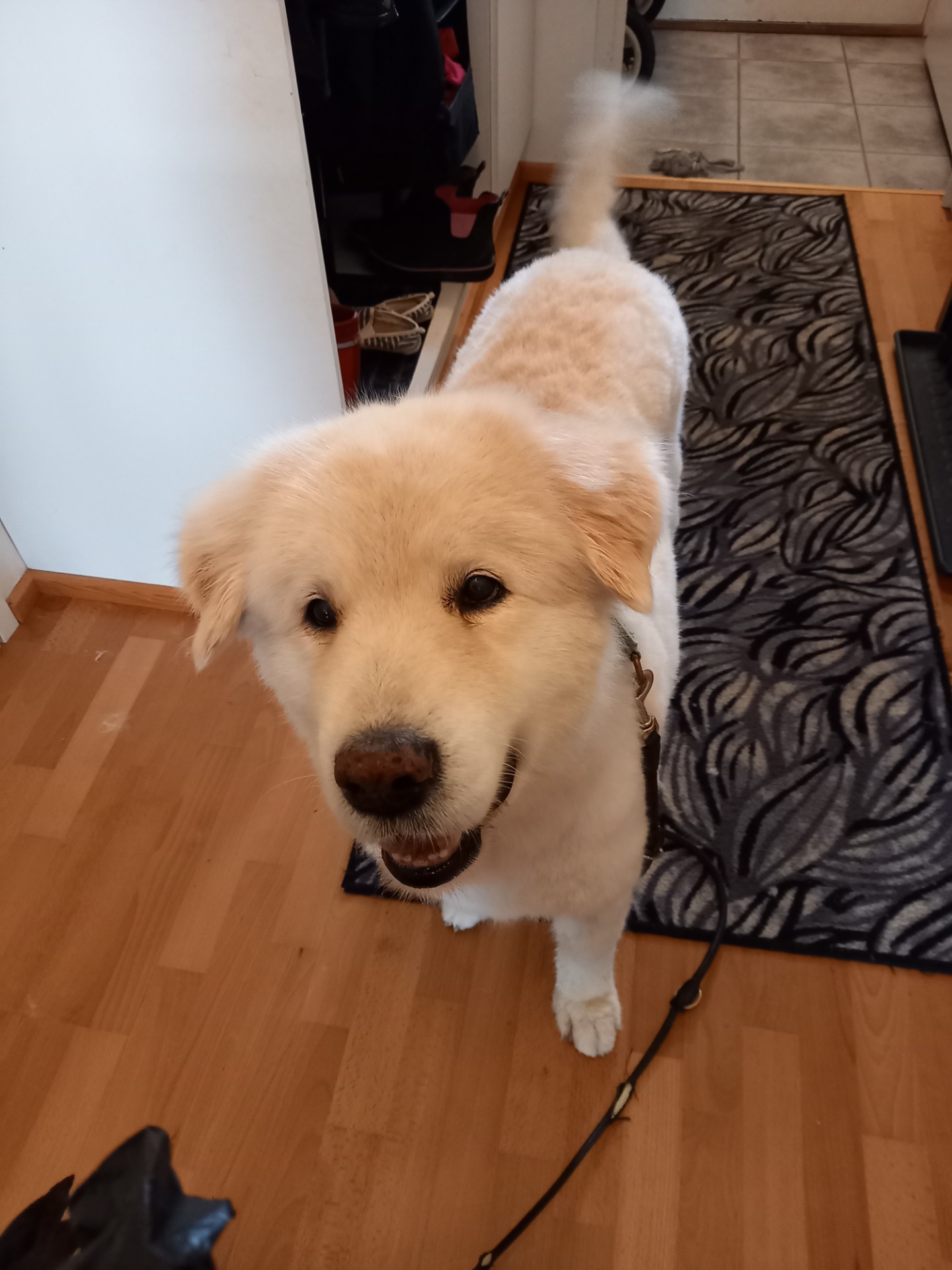 Trimmauspalvelu :: Loisto Tassu