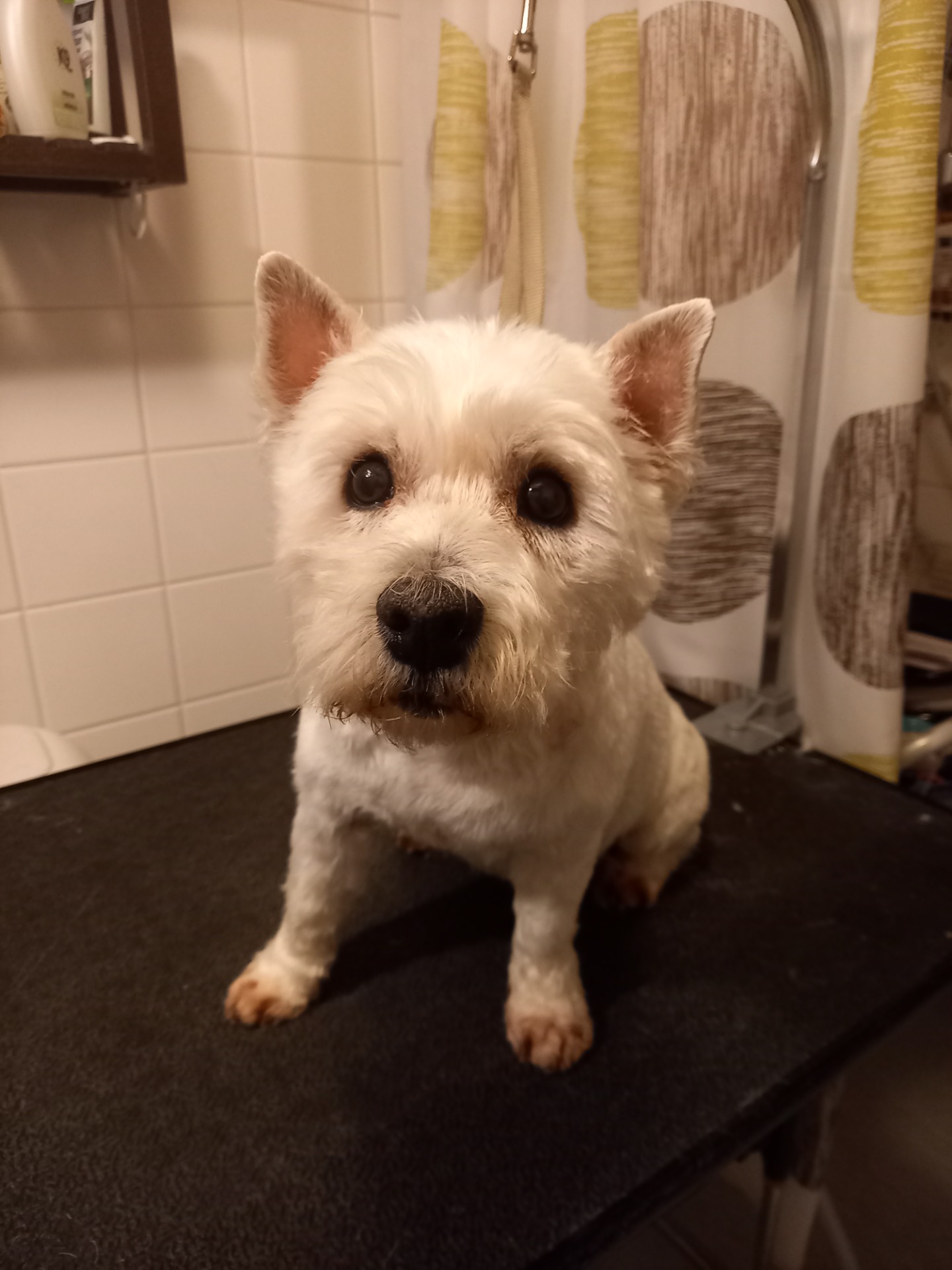 Trimmauspalvelu :: Loisto Tassu