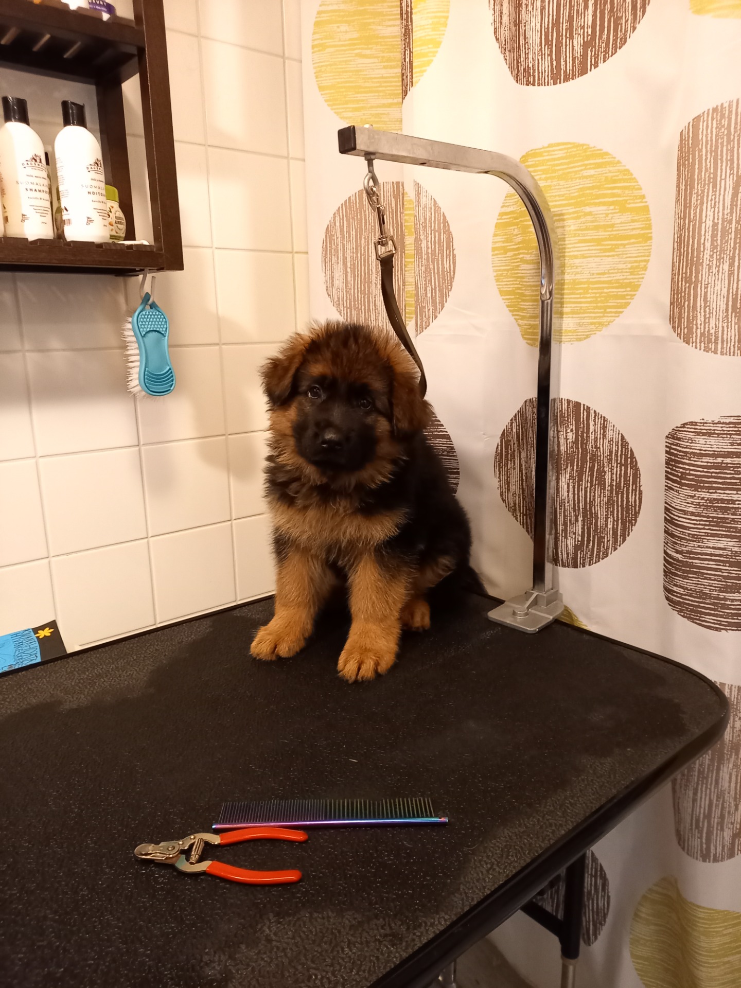 Trimmauspalvelu :: Loisto Tassu