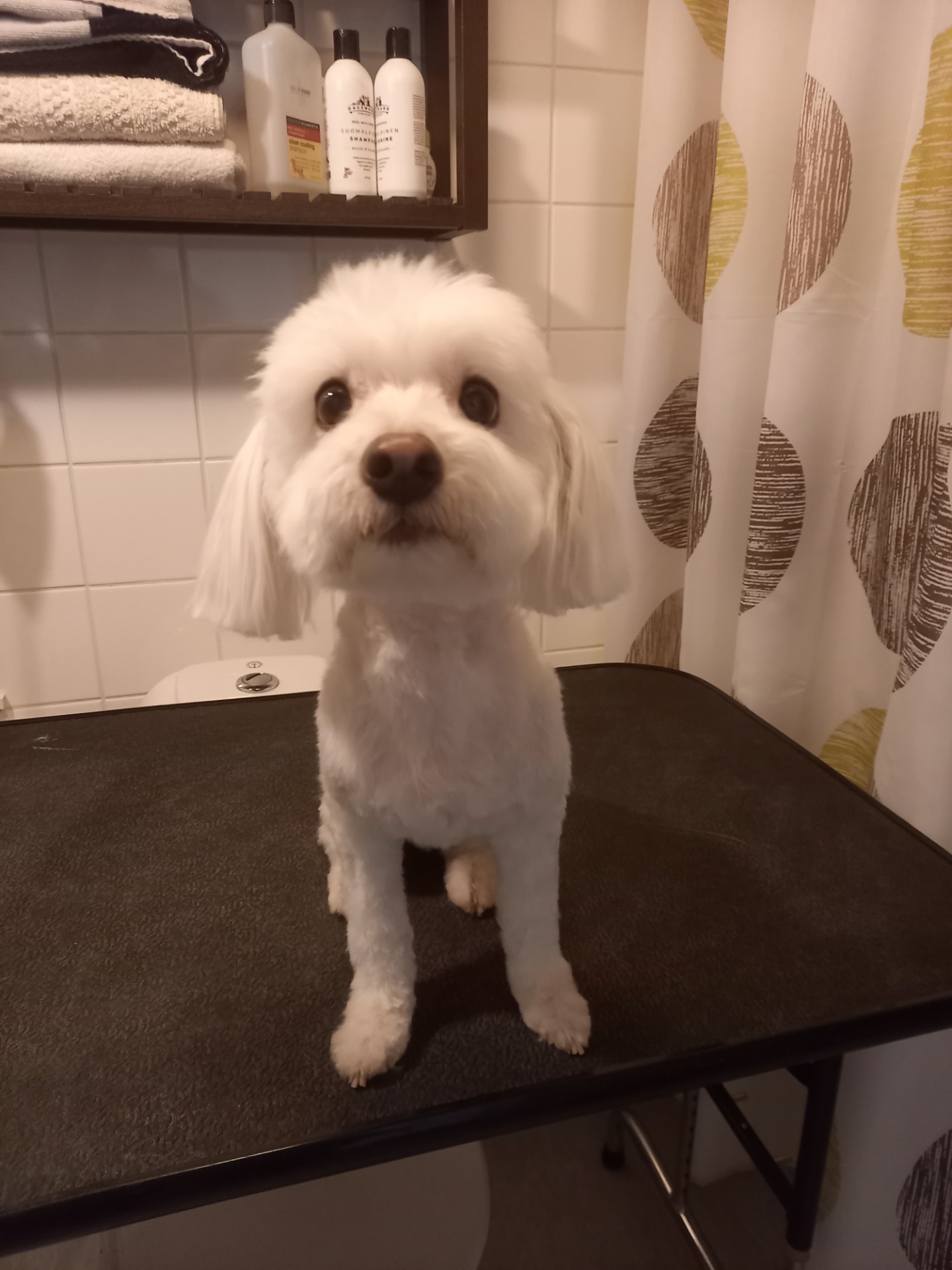 Trimmauspalvelu :: Loisto Tassu