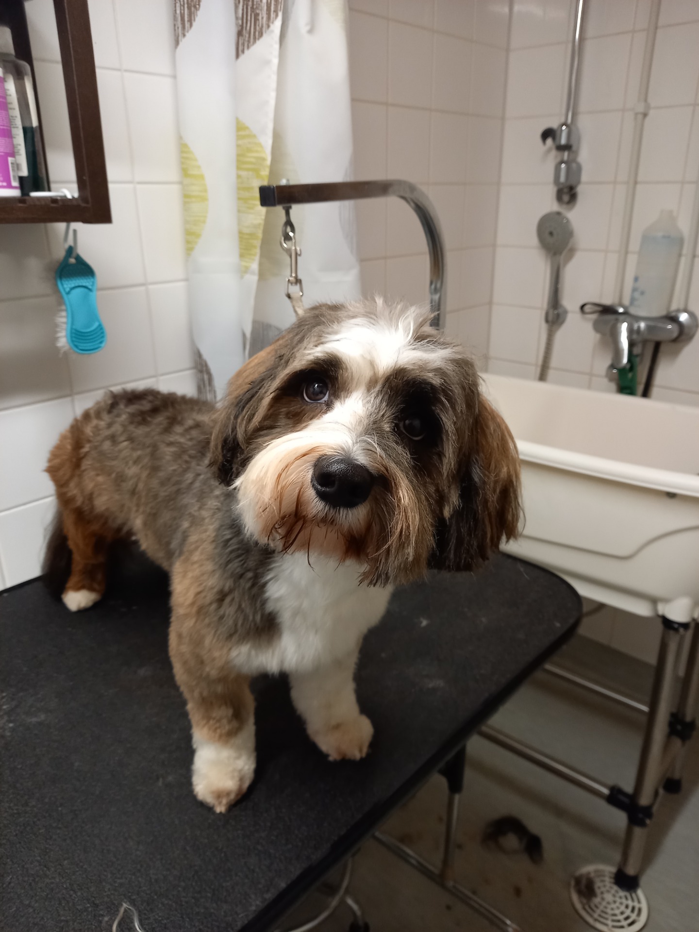 Trimmauspalvelu :: Loisto Tassu