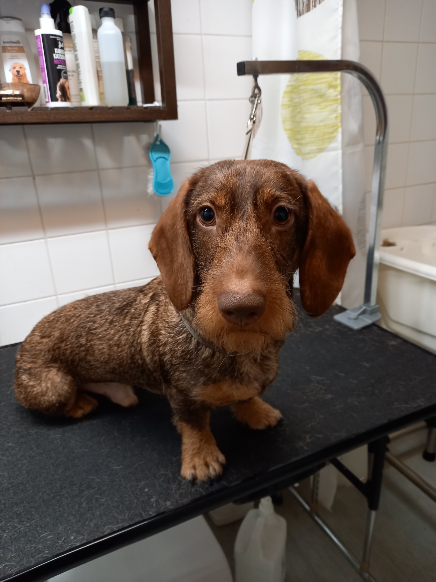 Trimmauspalvelu :: Loisto Tassu