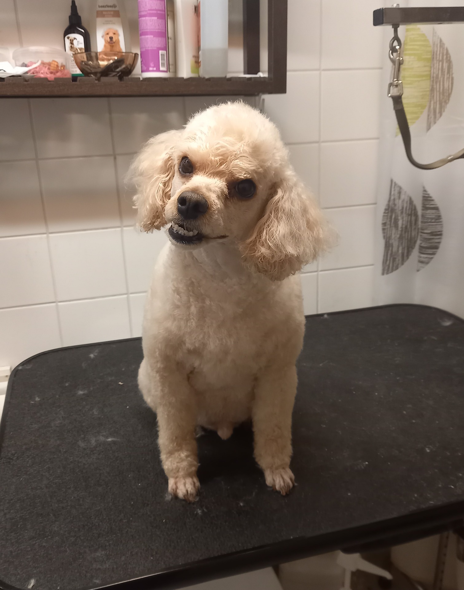 Trimmauspalvelu :: Loisto Tassu