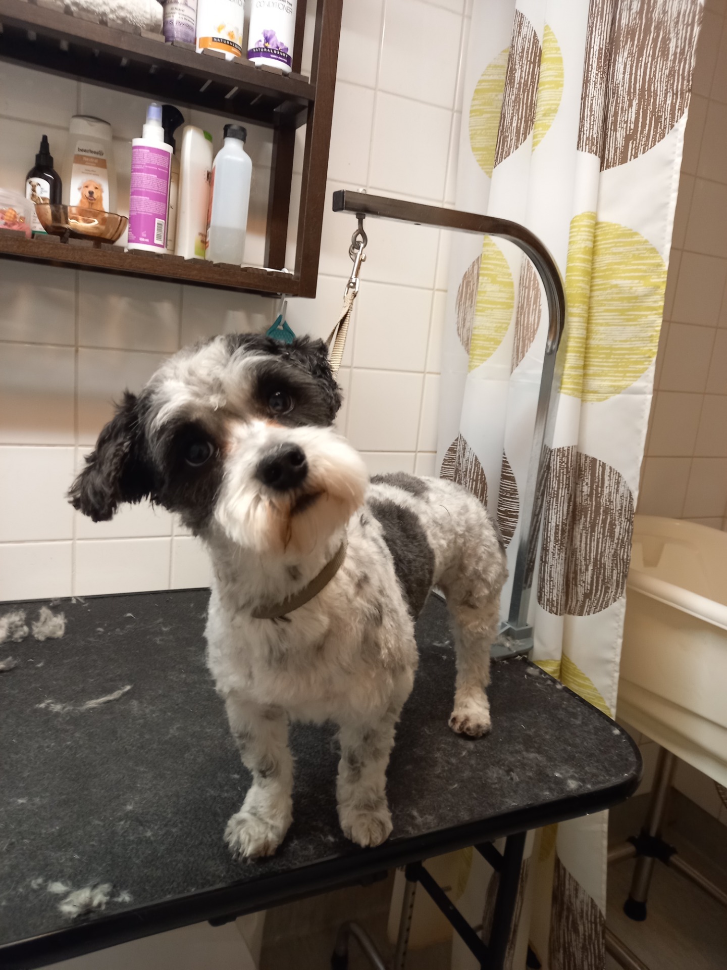 Trimmauspalvelu :: Loisto Tassu