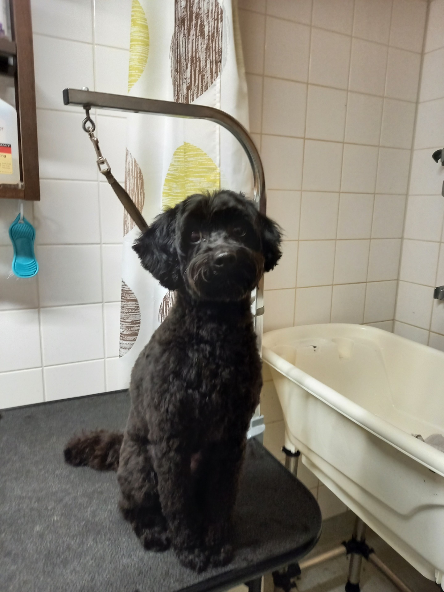 Trimmauspalvelu :: Loisto Tassu