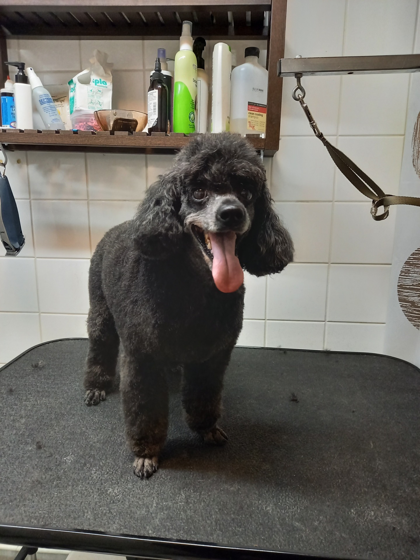 Trimmauspalvelu :: Loisto Tassu